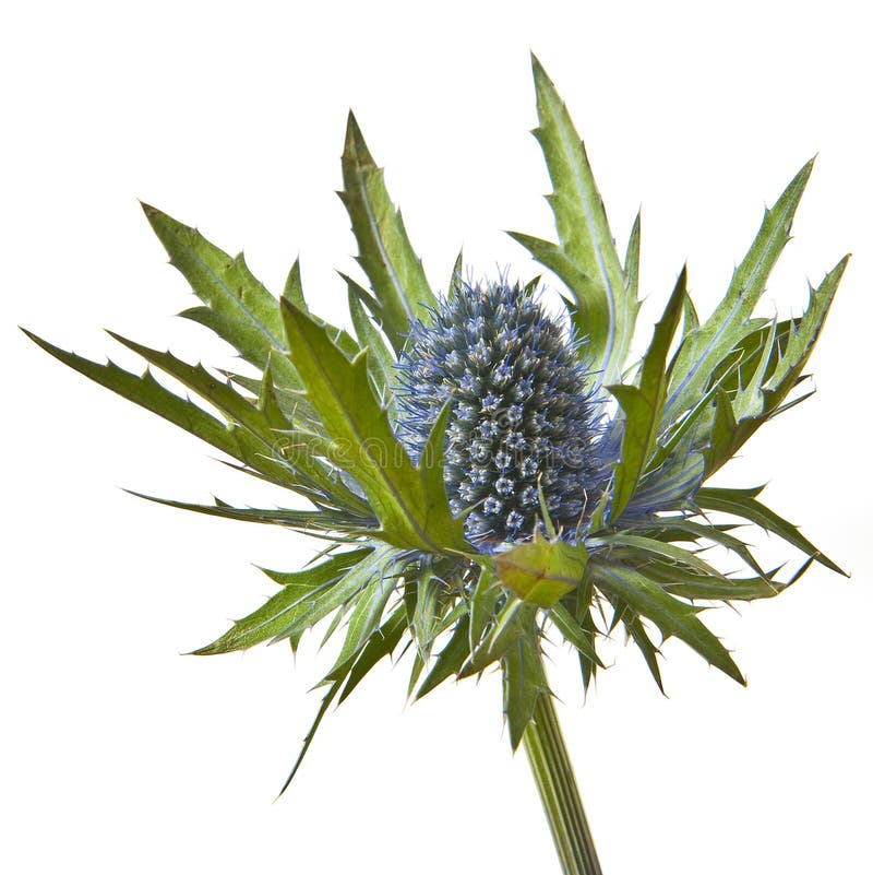 Eryngium Alpinum Distelanlage Stockfoto - Bild von botanik, frech: 22770200