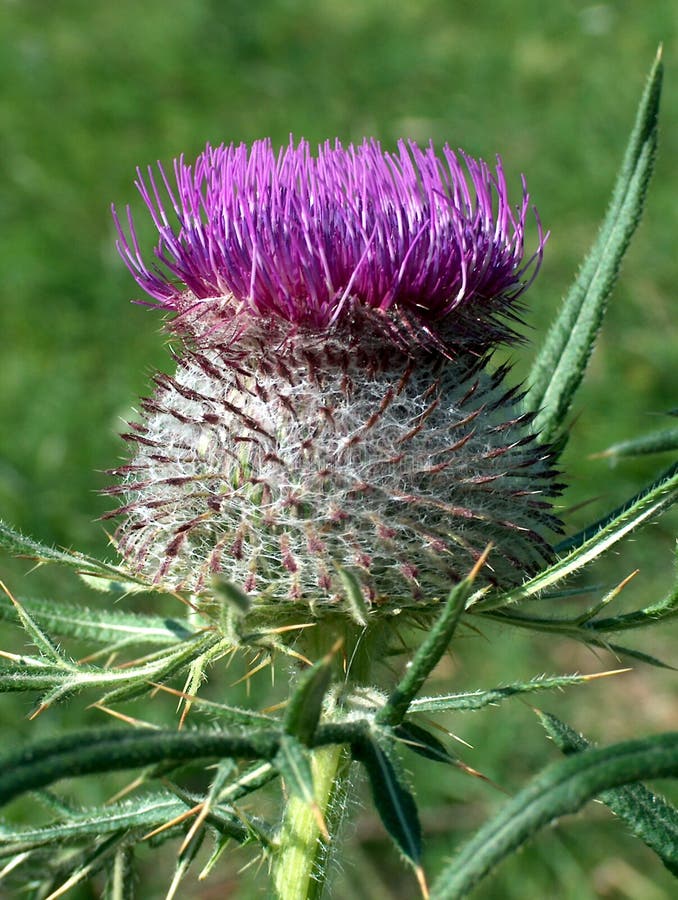 Distel stock afbeelding. Image of flora, purper, macro, doorn - 28575