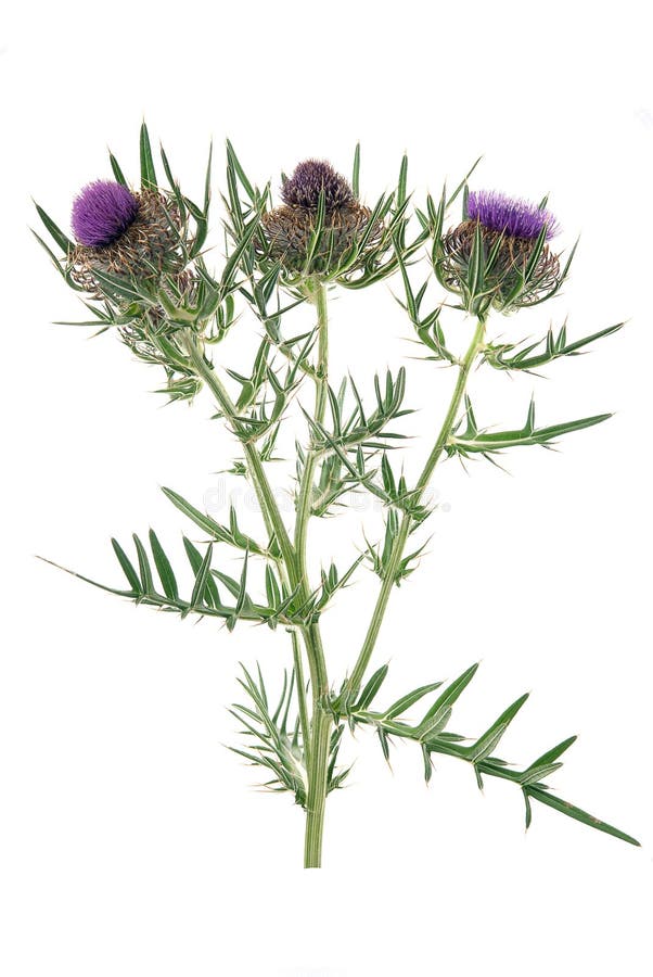 Distel stockfoto. Bild von schönheit, blatt, bild, botanisch - 33228714