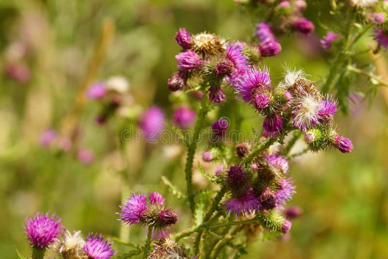 Distel stockfoto. Bild von stachelig, gras, landwirtschaft - 57035486