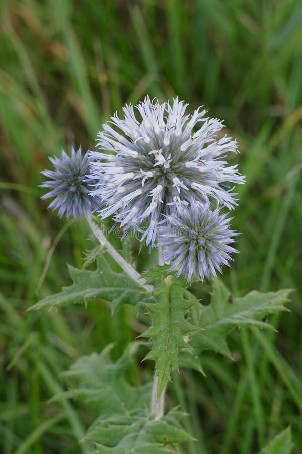 Distel stockbild. Bild von nahaufnahme, bestäuber, blume - 98295205