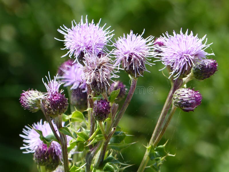 Distel stockfoto. Bild von malvenfarben, stamm, sommer - 99945098