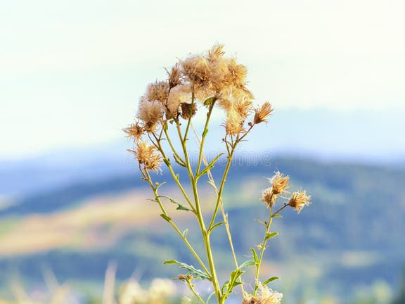 Distel auf einer Bergwiese stockbild. Bild von herbst - 100654803
