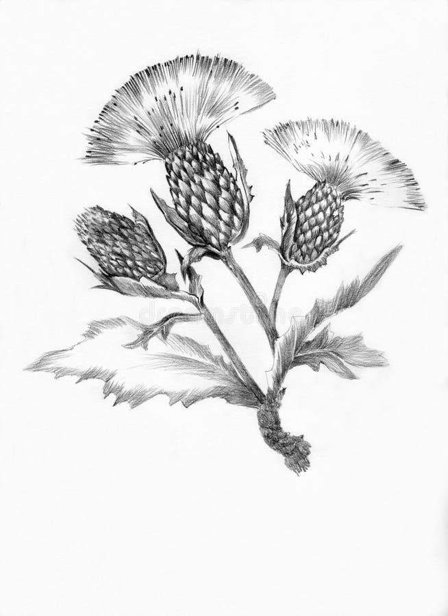 Distelflower stock abbildung. Illustration von wiese - 66908930