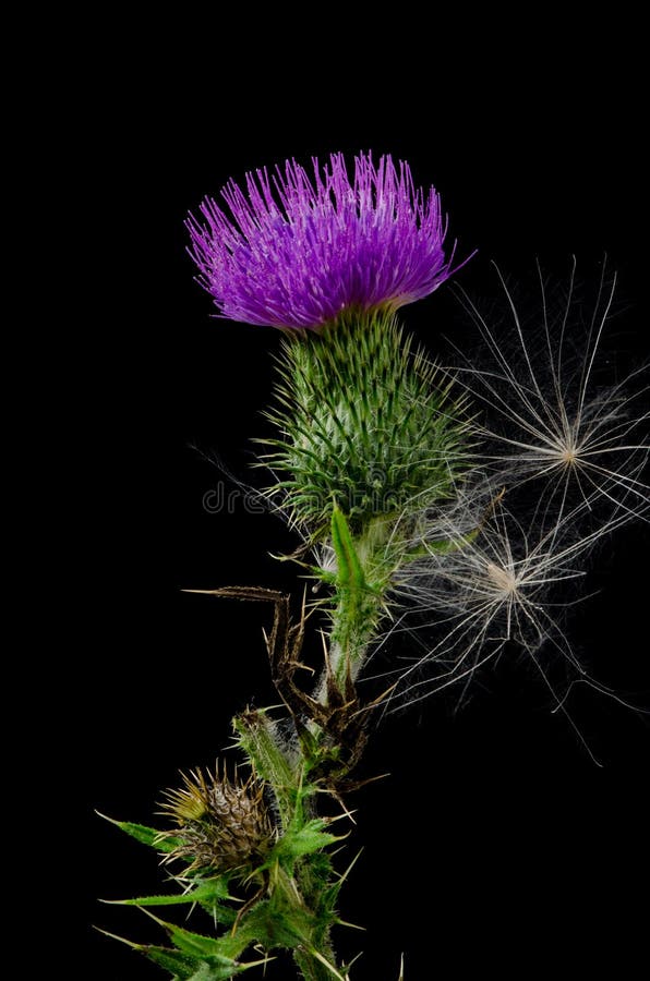 Distel-Blume mit Samen. stockbild. Bild von dornen, hintergrund - 34096099