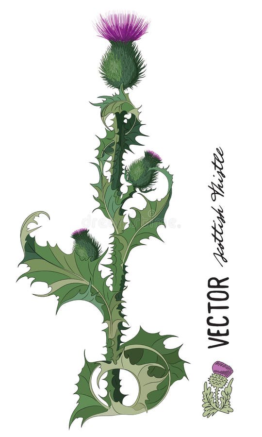 Distelblume Und Runde Blattdistel Der Verzierung Das Symbol Von ...