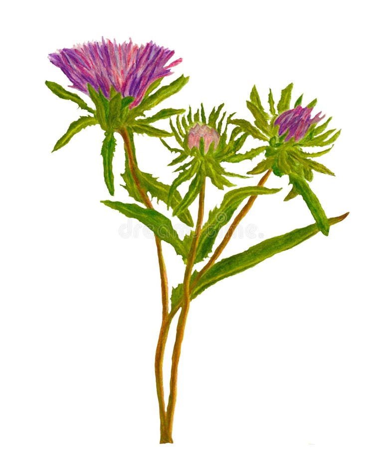 Distel Aquarell Illustration Feld Blume Hand Gezeichnet Botanische ...