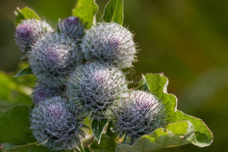 Disteln stockbild. Bild von blatt, garten, spitze, unkraut - 11273589
