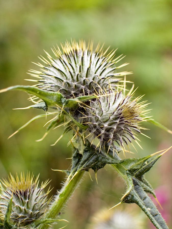 Zwei rote Disteln stockfoto. Bild von unkraut, disteln - 2232144
