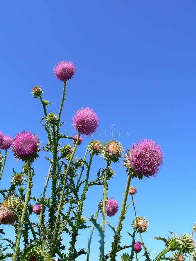 Disteln stockbild. Bild von gras, unkraut, disteln, blume - 2797863