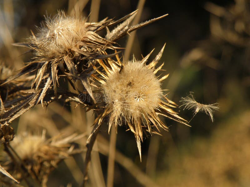 Disteln stockfoto. Bild von blume, distel, braun, gold - 62464210
