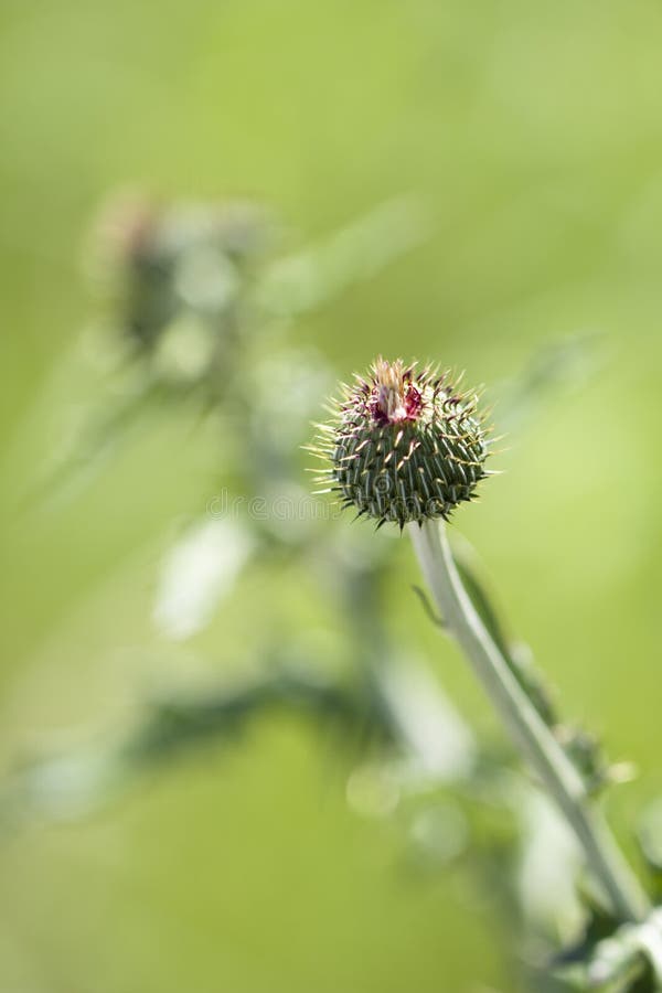 Disteln stockfoto. Bild von unkraut, makro, dorn, betrieb - 90400032