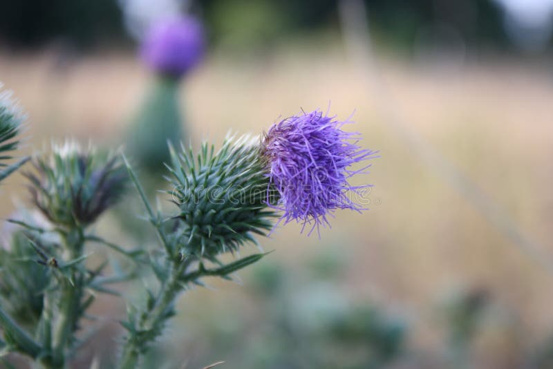 Disteln stockfoto. Bild von gruppe, hintergrund, frühling - 97387010