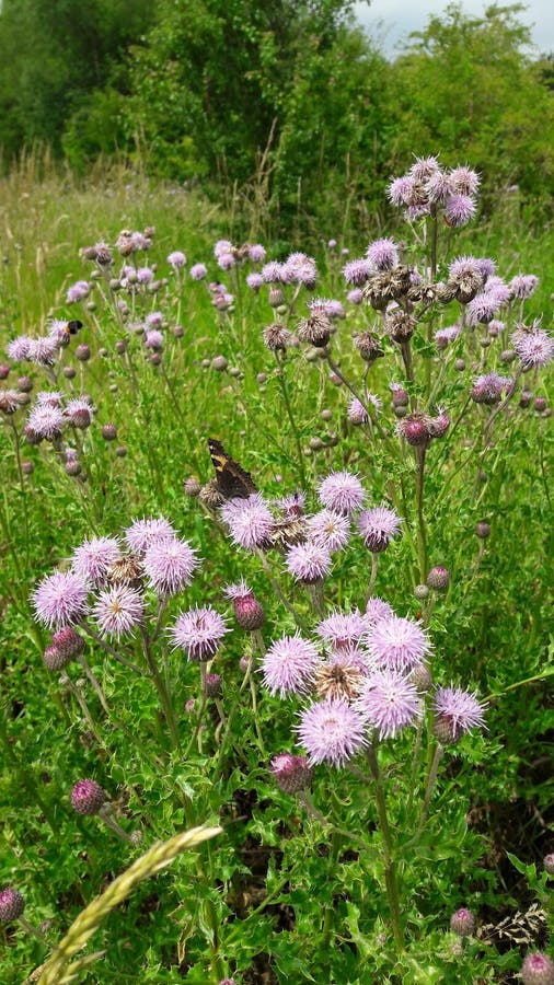 Disteln Auf Einer Wiese Im Herbst Stockfoto - Bild von herbst, feld ...