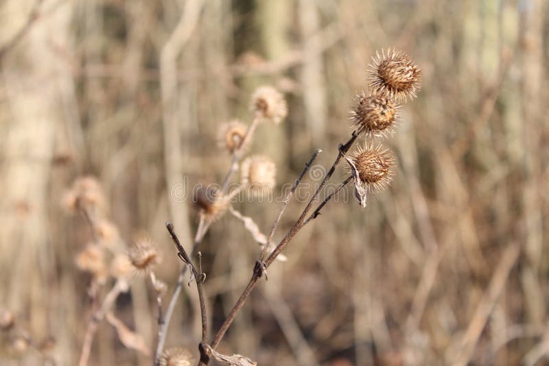 Winterdisteln stockbild. Bild von kalt, kristall, blume - 7697703