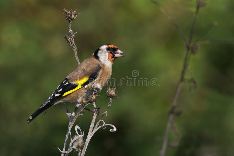 Distelvink stock afbeelding. Image of gekleurd, schoonheid - 12446075