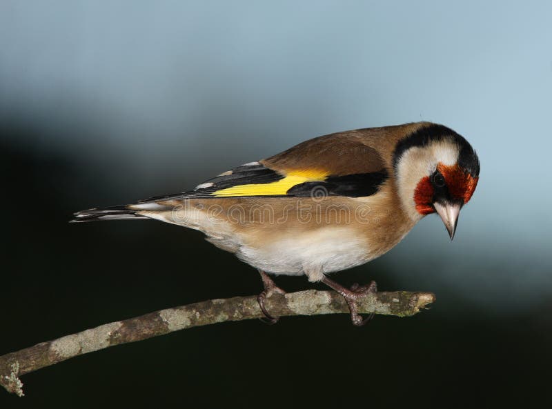 Distelvink stock foto. Image of rood, sluit, geel, achtergrond - 18300332