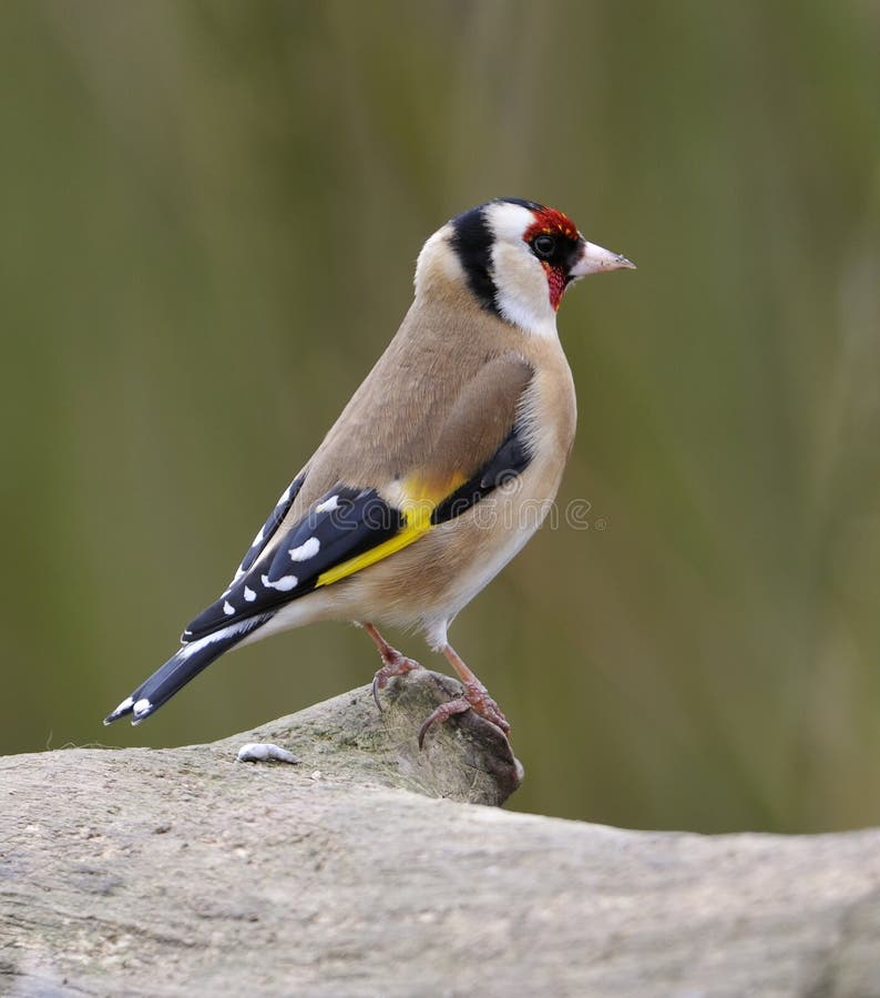 Europese Distelvink, Cardueliscarduelis Stock Foto - Image of vijver ...