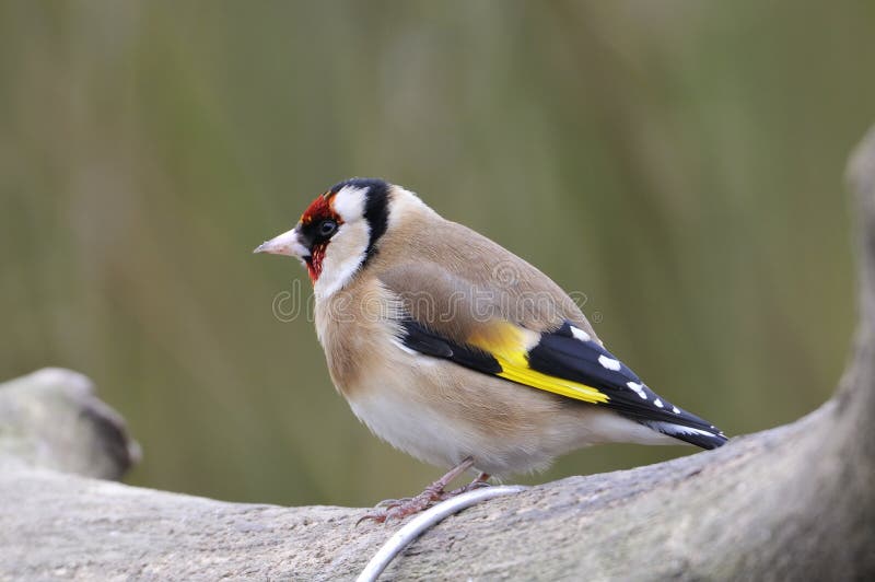 Distelvink stock afbeelding. Image of nave, zaad, tuin - 29883255