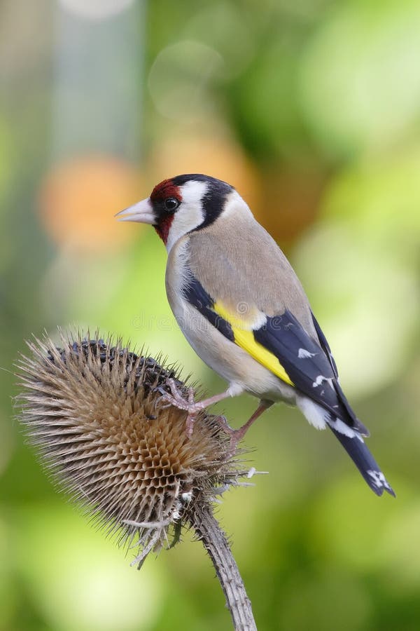 Distelvink stock afbeelding. Image of vink, kaarde, wild - 2515685