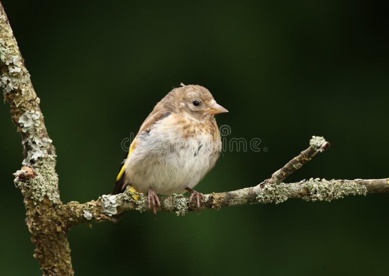 Distelvink stock afbeelding. Afbeelding bestaande uit wild - 26004703