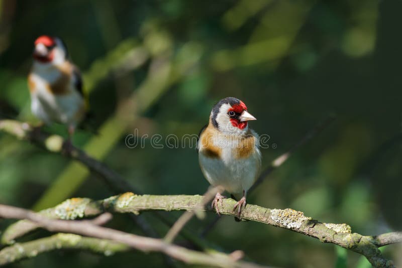 Distelvink stock afbeelding. Image of vink, laag, nadruk - 32175709