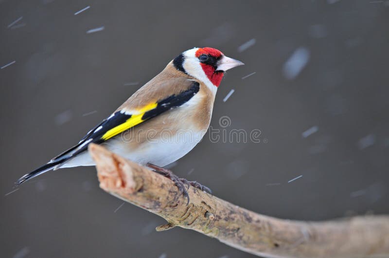 Europese Distelvink (carduelis Carduelis) Stock Afbeelding - Image of ...