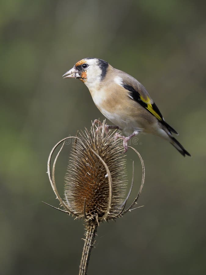 Distelvink, Carduelis Carduelis Stock Foto - Image of nave, fauna ...