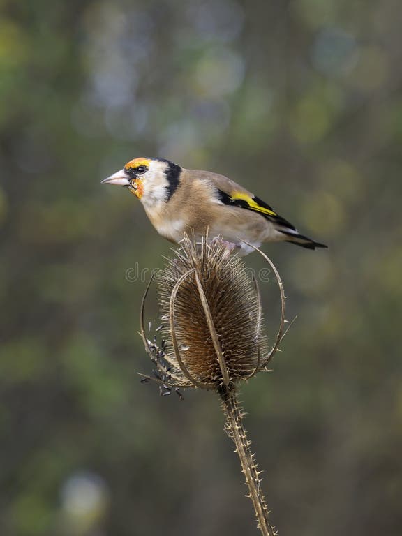 Distelvink, Carduelis Carduelis Stock Afbeelding - Image of wild, dier ...