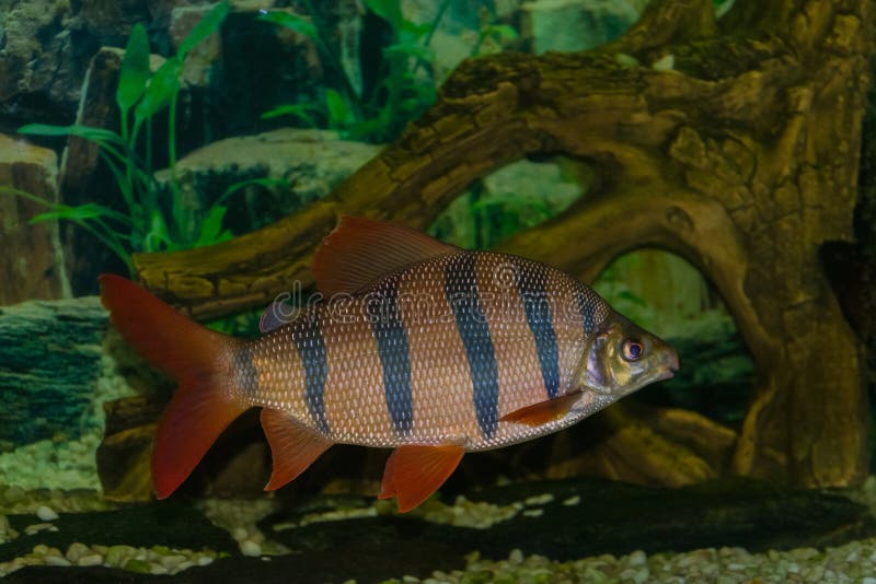 Distichodus Sexfasciatus imagen de archivo. Imagen de piedras - 74485117