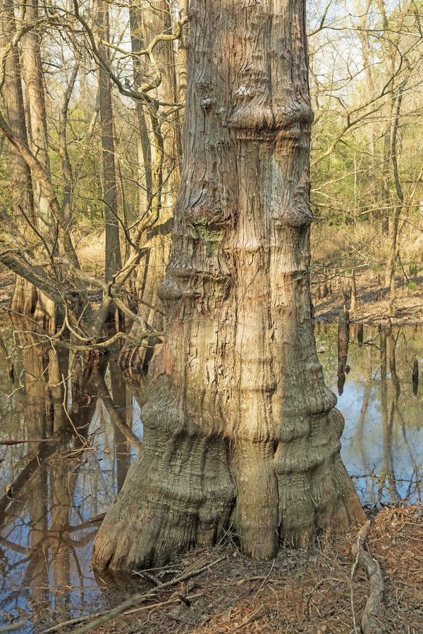 Distictive Tupelo Tree in a Marshland Stock Image - Image of large ...