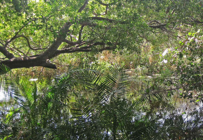Distinct Branch between Trees with Dense Foliage Stock Image - Image of ...