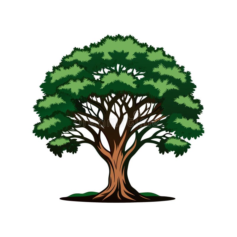 Distinct Coast Live Oak Tree Design with Strong Outline Stock ...