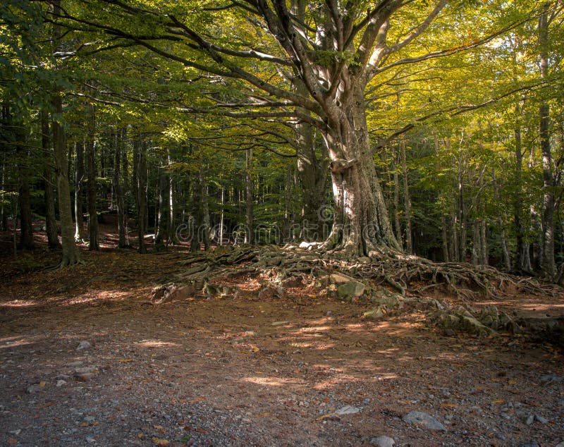Distinct Tree in the Woods with Extensive Roots and Wide Spreading ...