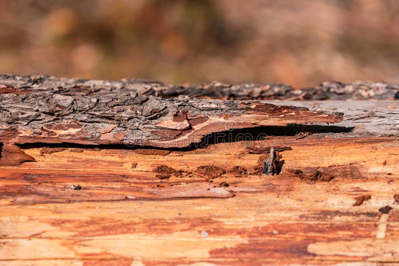 The Distinctive Bark of a Dead Tree on the Forest Floor Stock Photo ...
