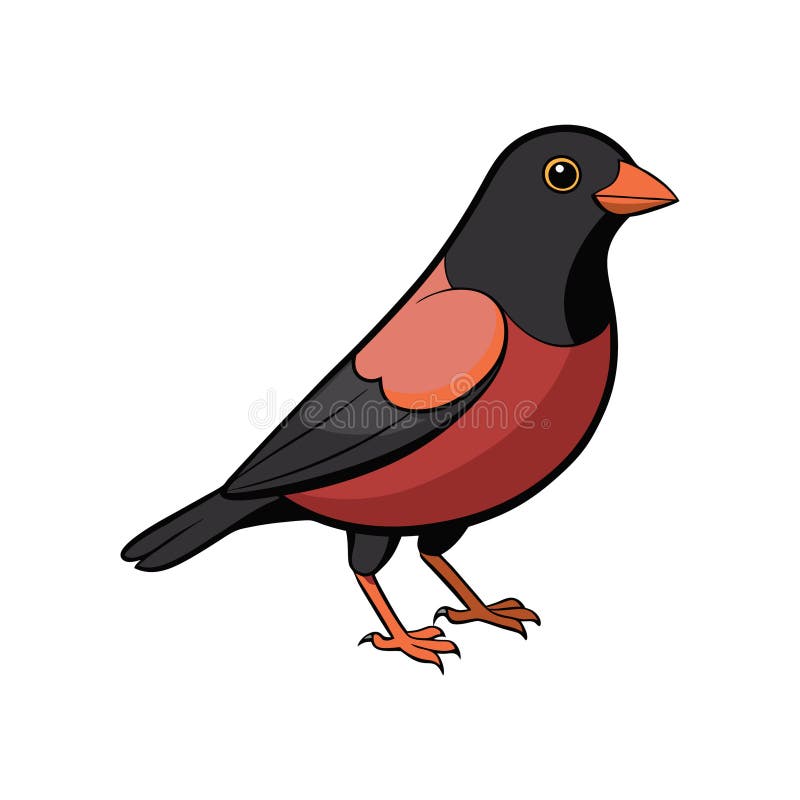 Distinctive Black-Rosy Finch Bird Design Stock Photo - Illustration of ...