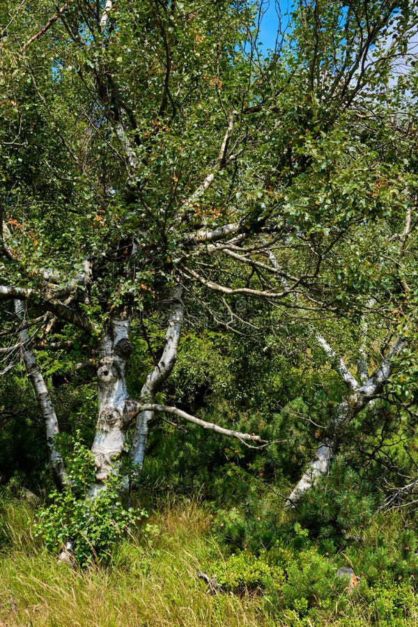 Crippled Birches Stock Photos - Free & Royalty-Free Stock Photos from ...