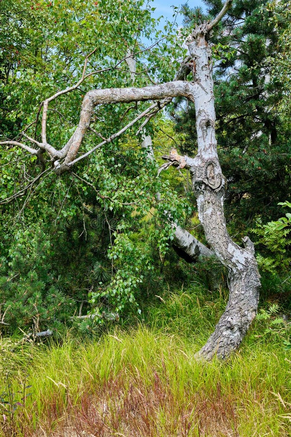 Crippled Birch Stock Photos - Free & Royalty-Free Stock Photos from ...