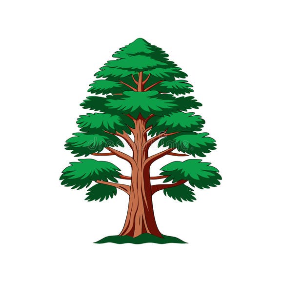 Deodar Tree Stock Illustrations – 57 Deodar Tree Stock Illustrations ...