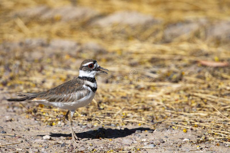 Distinctive Killdeer in Horizontal Portrait Stock Image - Image of wild ...