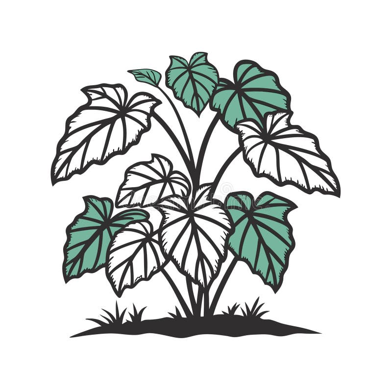 Distinctive Maple Leaf Begonia Design for Home Stock Photo ...