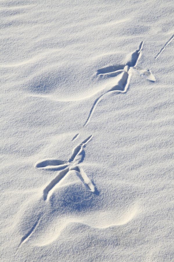 The Distinctive Tacks of a Great Blue Heron in the Sand Stock Photo ...