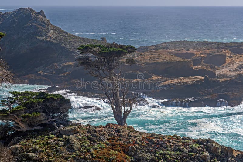 Distinctive Tree on Coastal Cliffs Stock Image - Image of hazy, ecology ...
