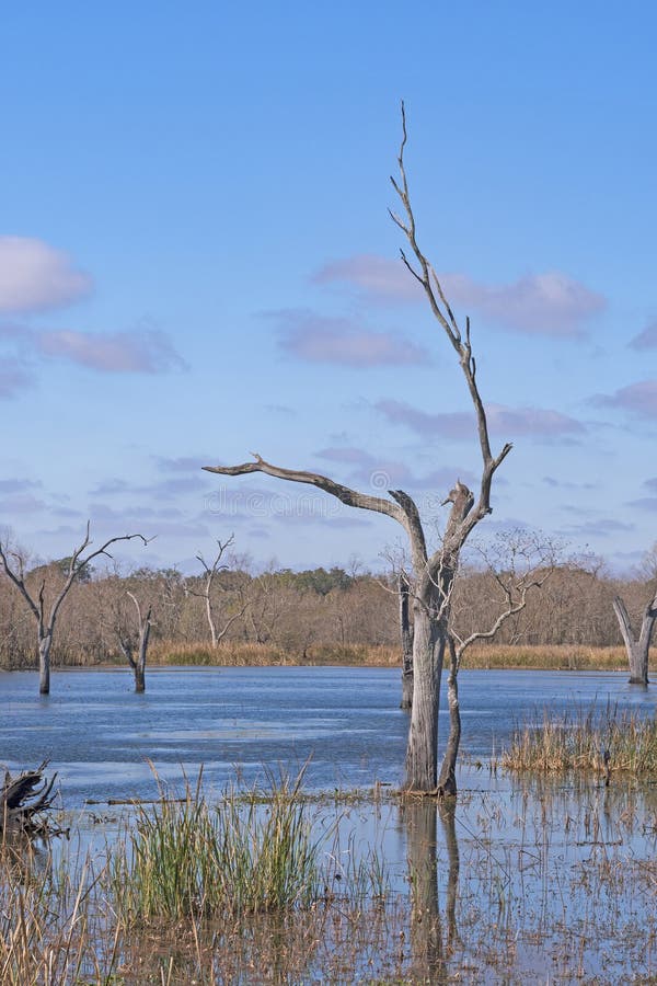 Distinctive Tree Trunk in a Wetland Lake Stock Image - Image of brazos ...