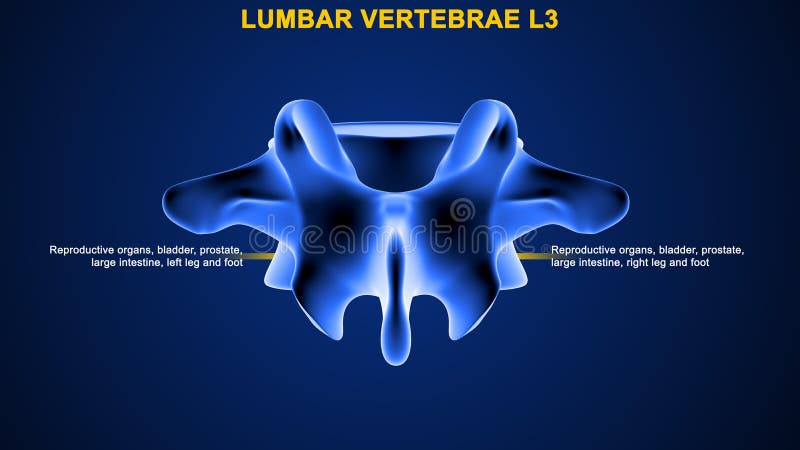 Lumbar Vertebrae L3 Stock Illustrations – 15 Lumbar Vertebrae L3 Stock ...