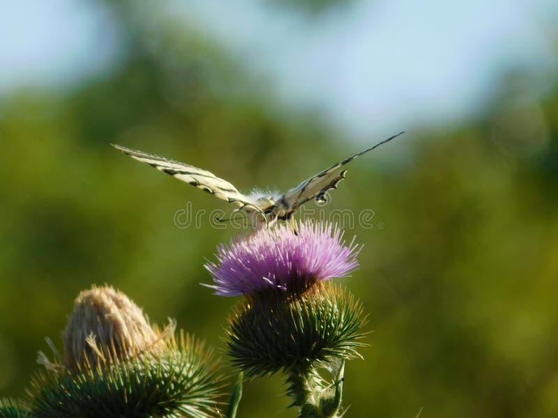 A distle and a butterfly stock photo. Image of butterfly - 154301628