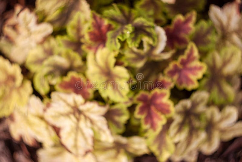 Distorted Floral Background. Colored Leaves of the Heuchera Plant in ...