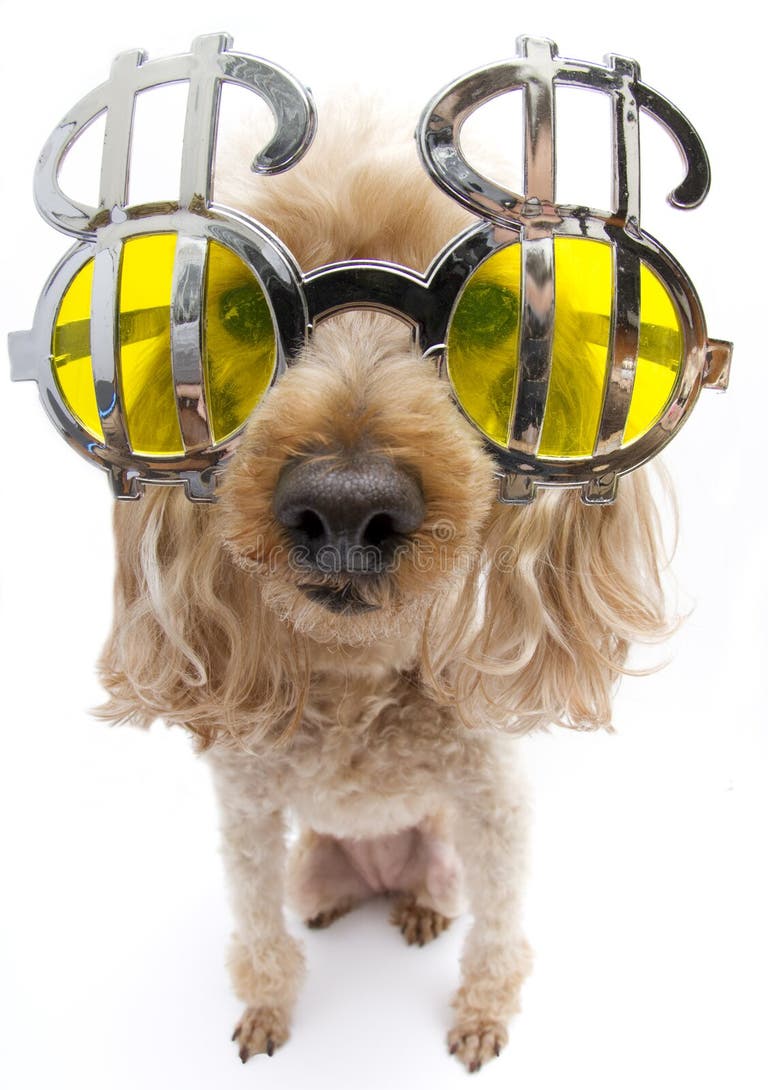 Fat Poodle Stock Photos - Free & Royalty-Free Stock Photos from Dreamstime