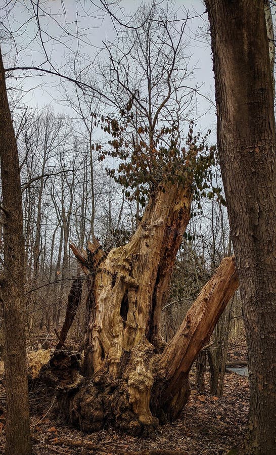 Distorted Old Tree with Some Life Still Stock Photo - Image of wildlife ...