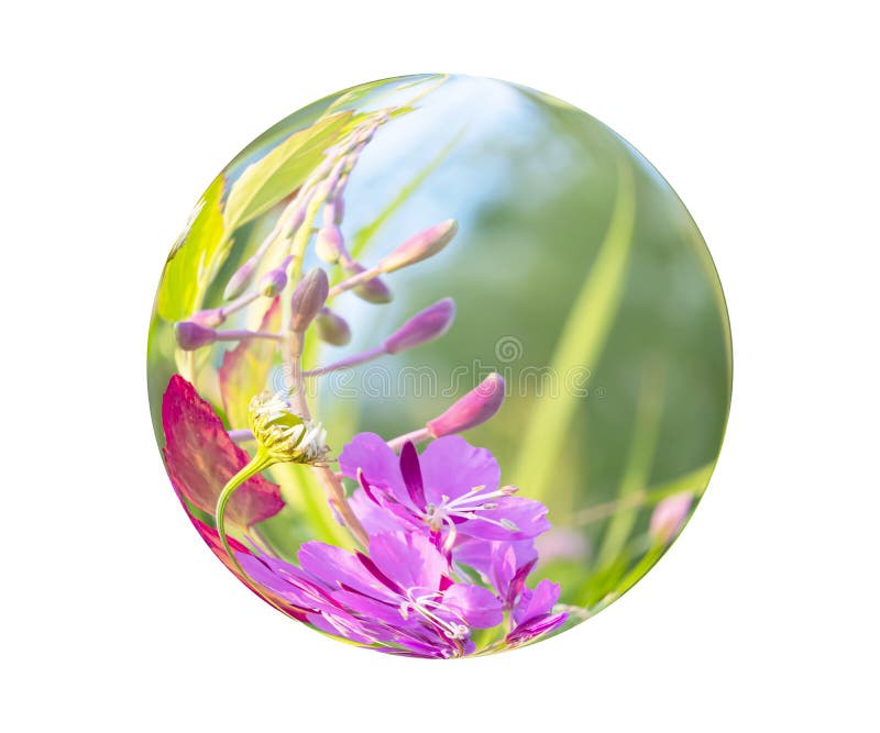 Distorted Red Tulip Flowers on a Delicate Green Background. Creative ...